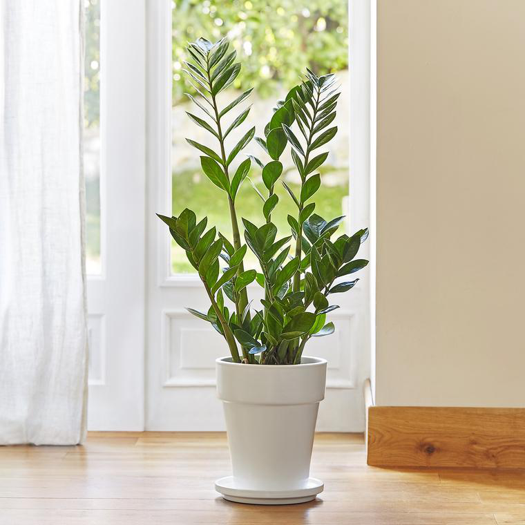 Zamioculcas En Pot De Cm
