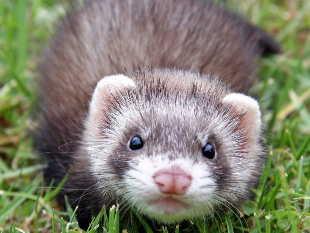 Accueillir un furet : ce qu'il faut savoir