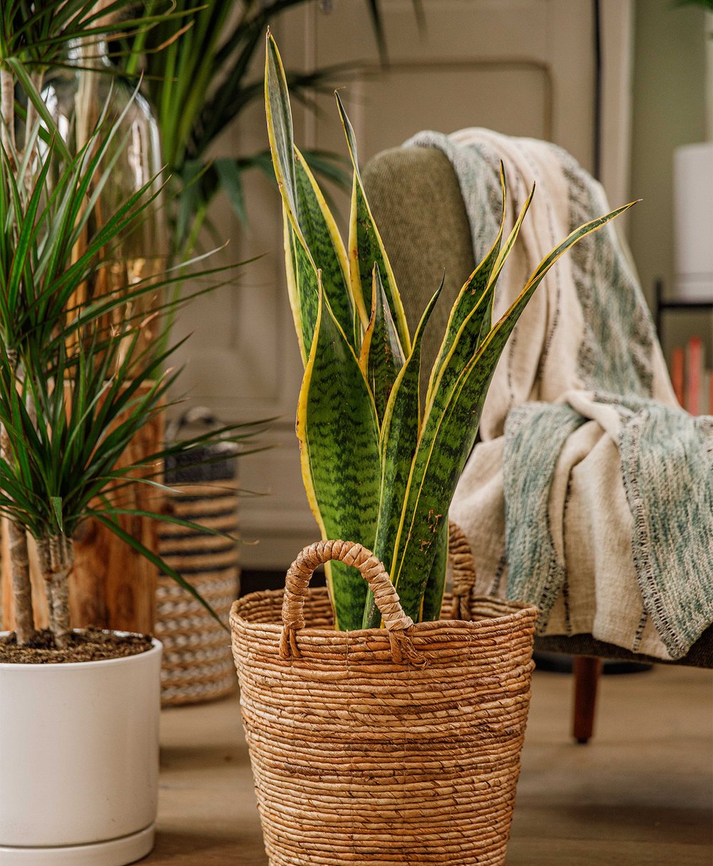 10 plantes vertes d’intérieur faciles d’entretien