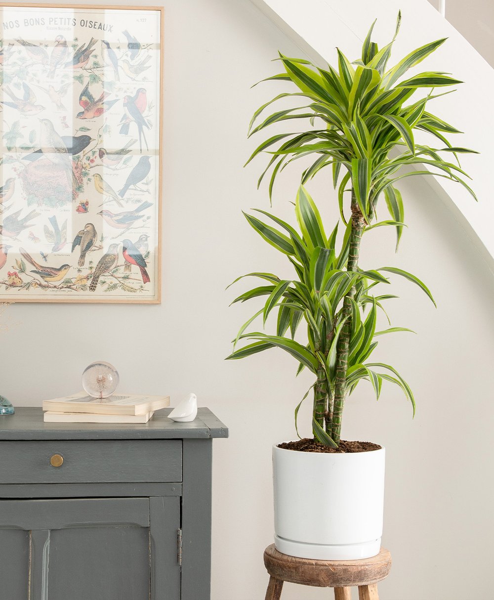 10 plantes vertes d’intérieur faciles d’entretien