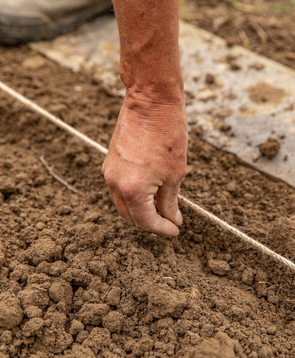 Tout savoir sur les semis