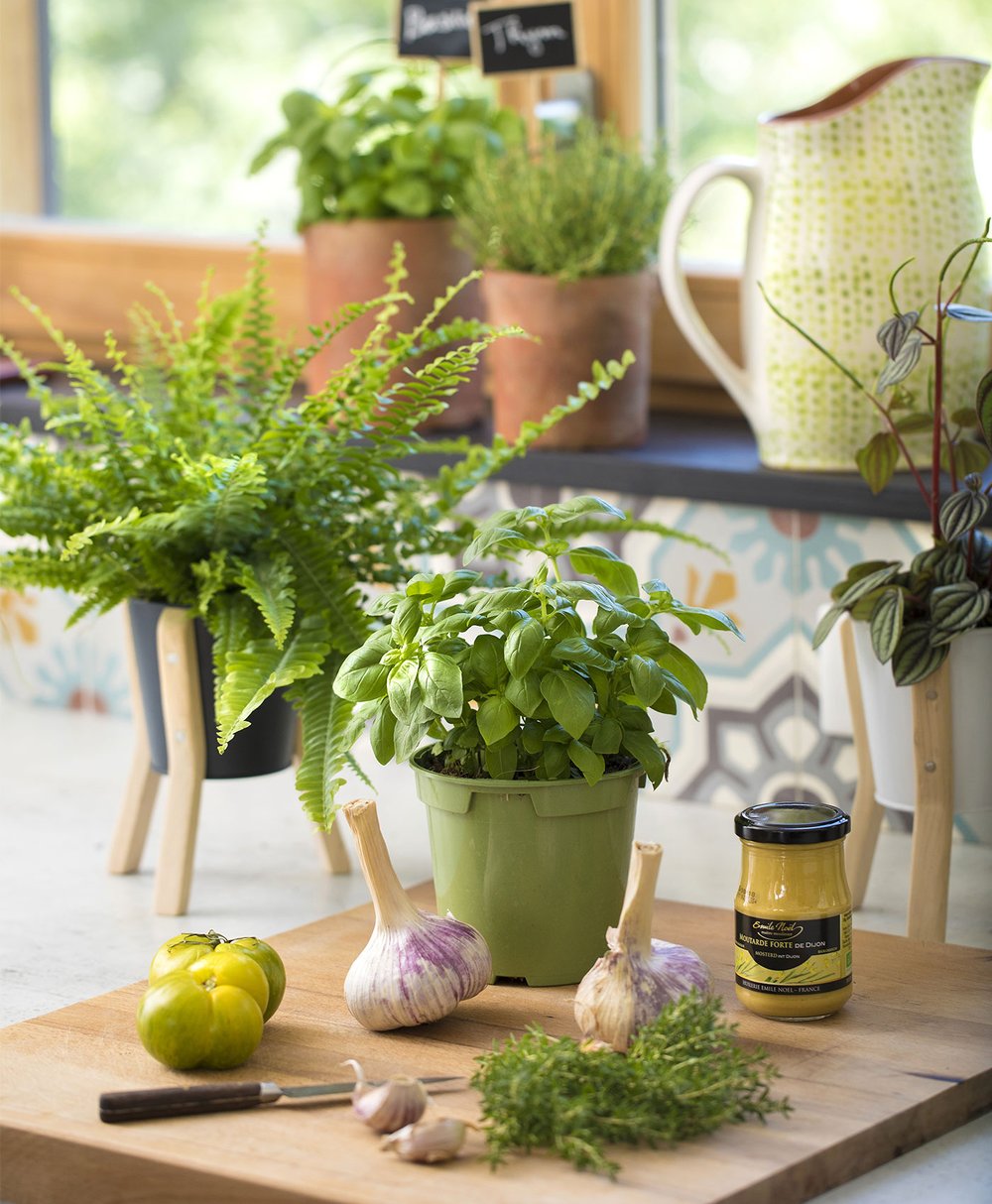 Comment choisir et cultiver le basilic