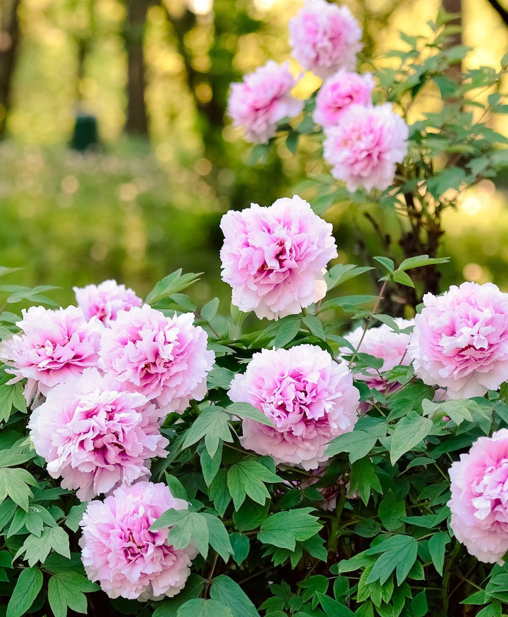 Comment planter des pivoines