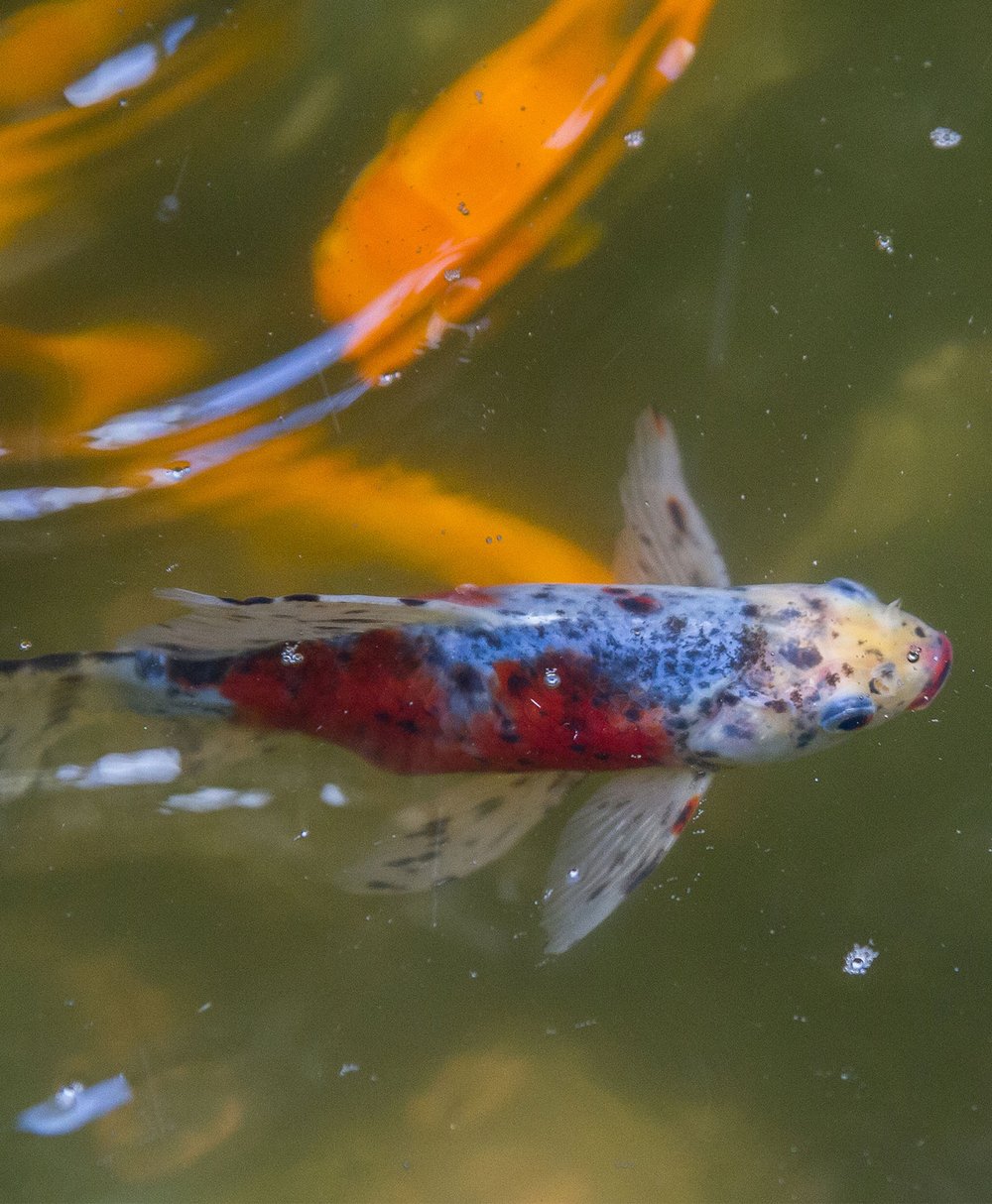 Les habitants du bassin aquatique