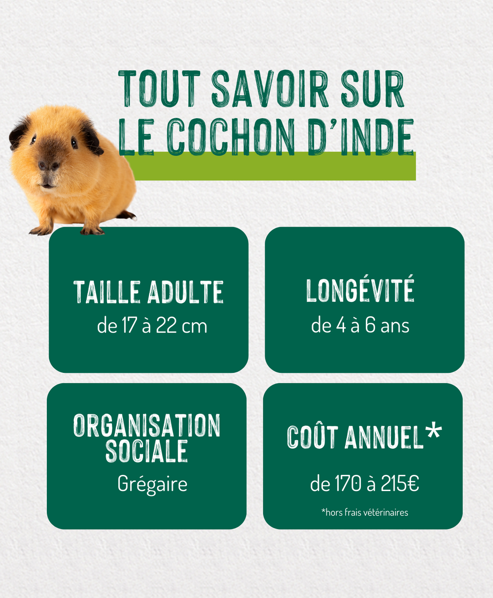Tout savoir sur le cochon d'Inde