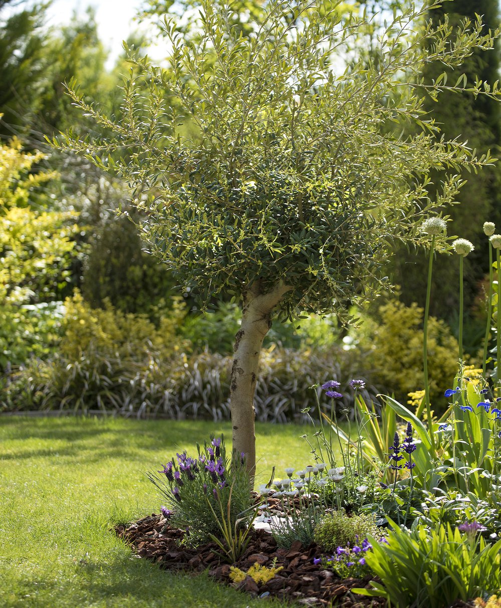 Qu’est-ce qu’une plante vivace et comment la choisir