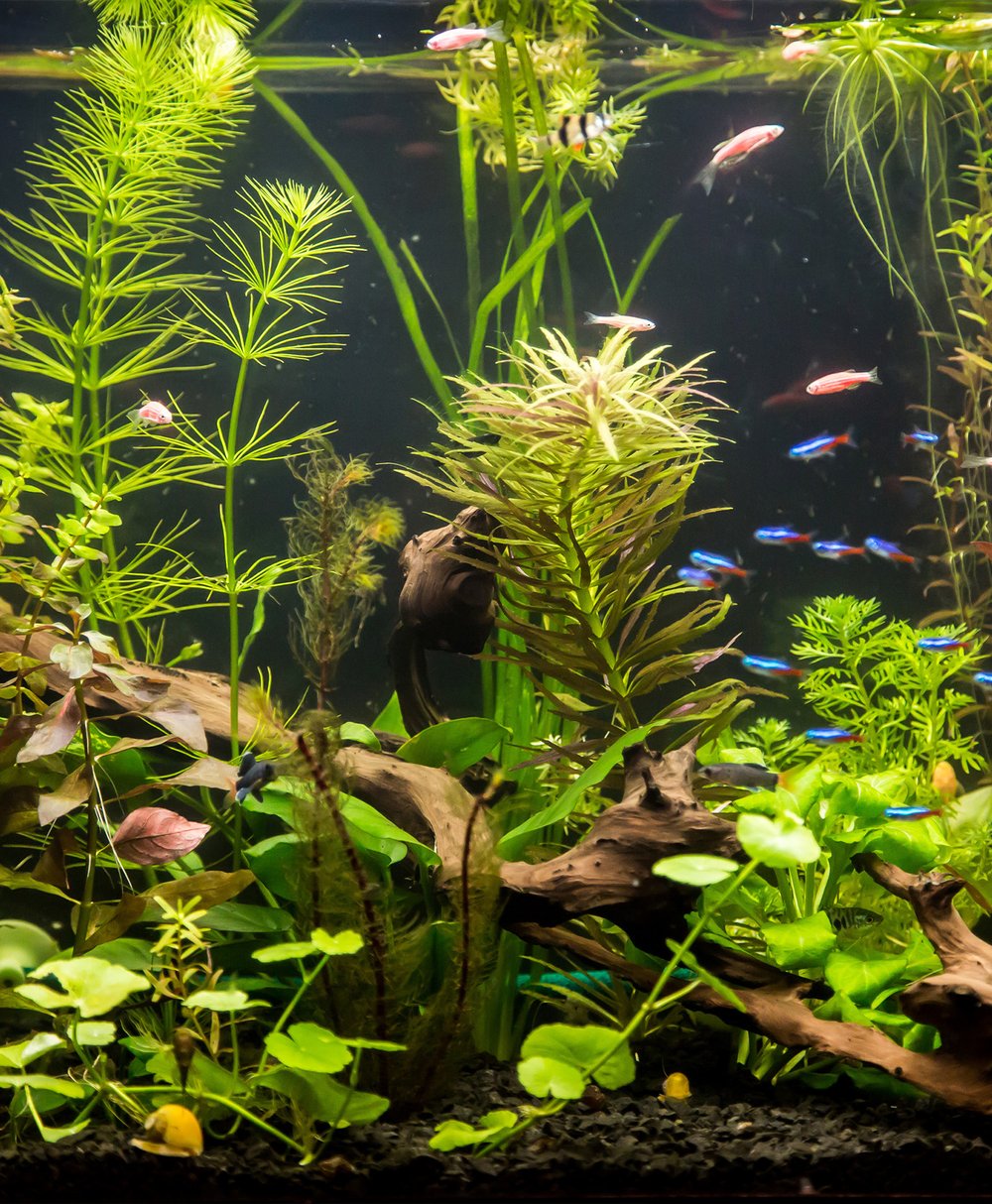 Comment maintenir la qualité de l'eau dans un aquarium
