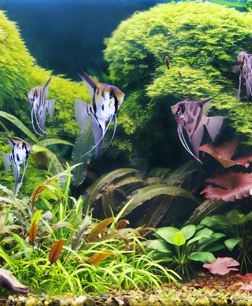 Comment maintenir la qualité de l'eau dans un aquarium