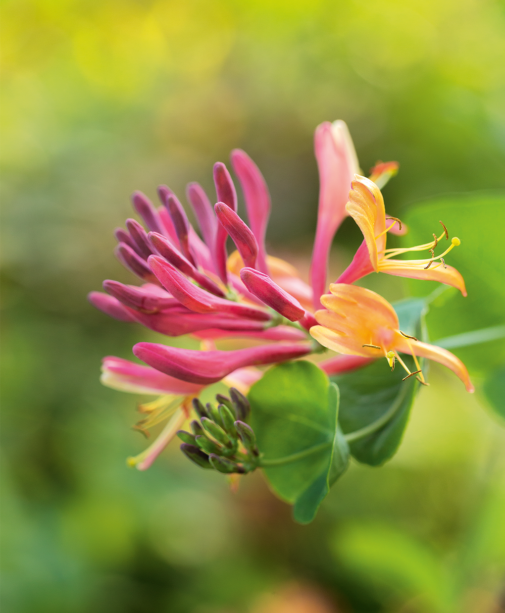 Planter et entretenir le chèvrefeuille