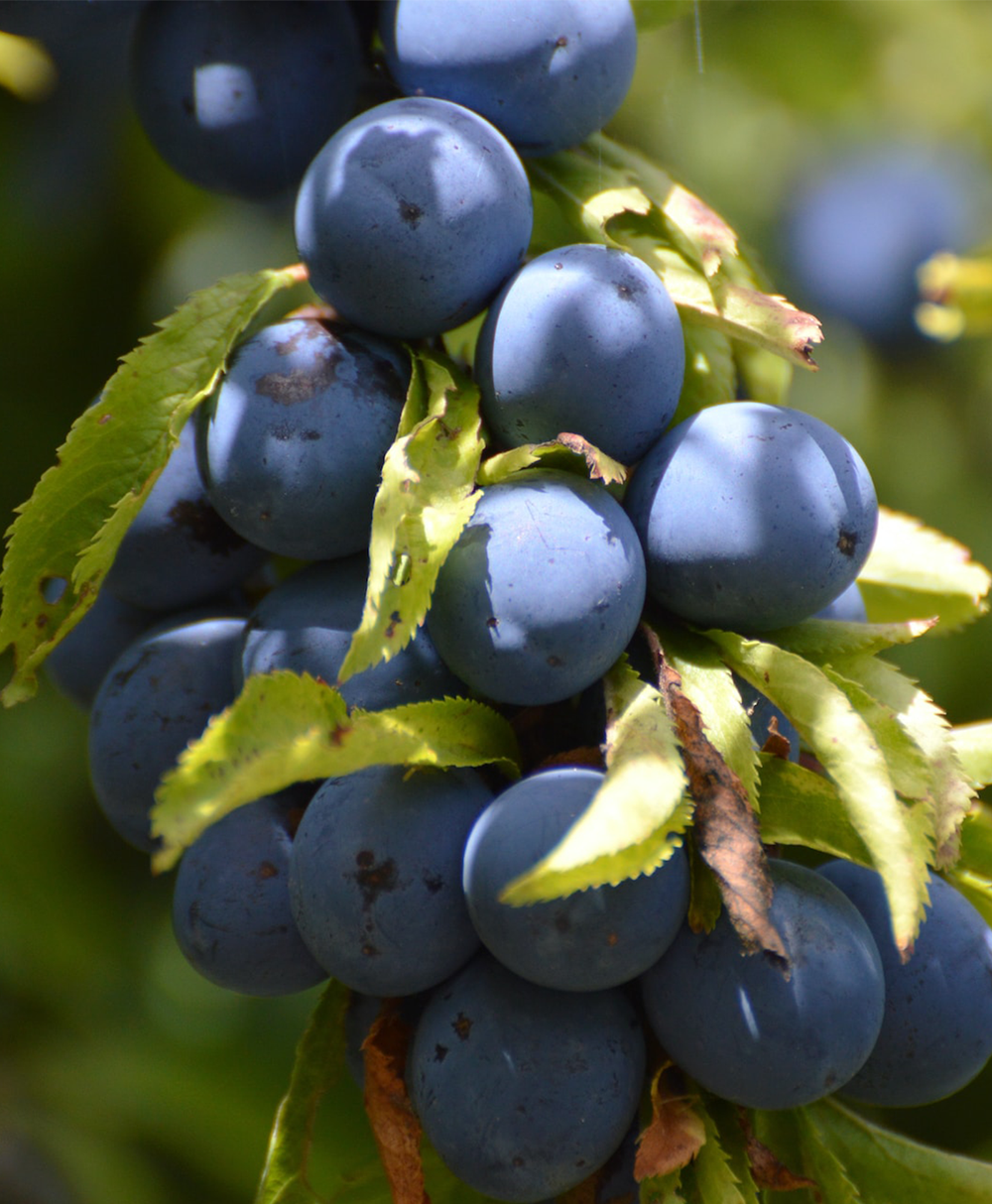 Planter et entretenir un prunier