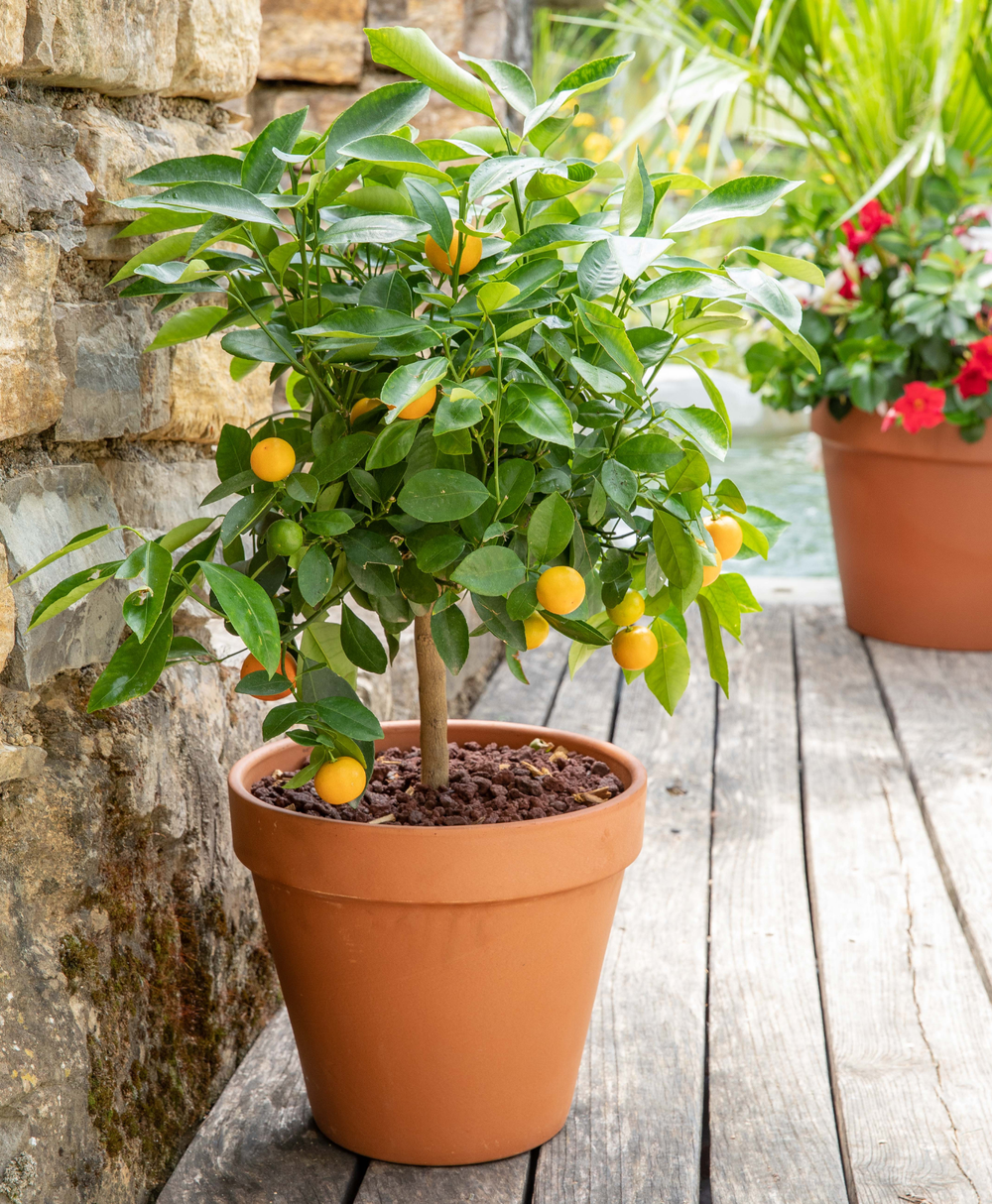 Quel terreau ou terre de plantation choisir pour ses plantes d’extérieur