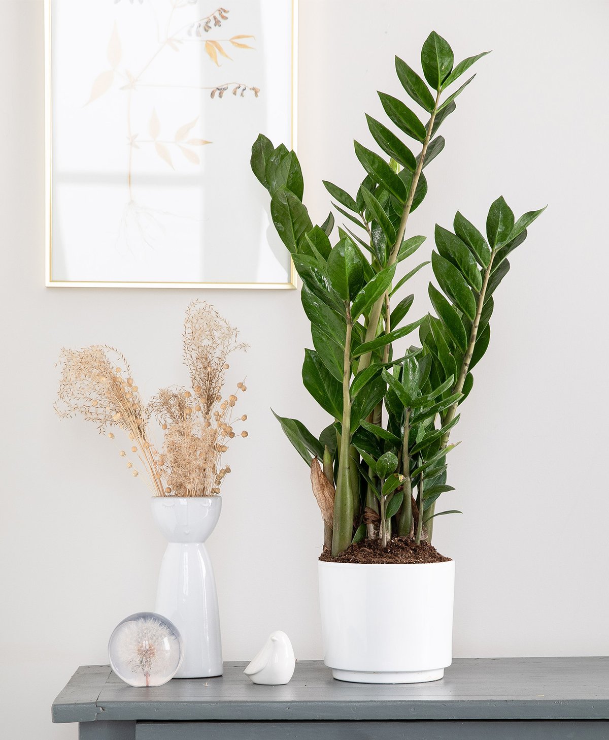 10 plantes vertes d’intérieur faciles d’entretien