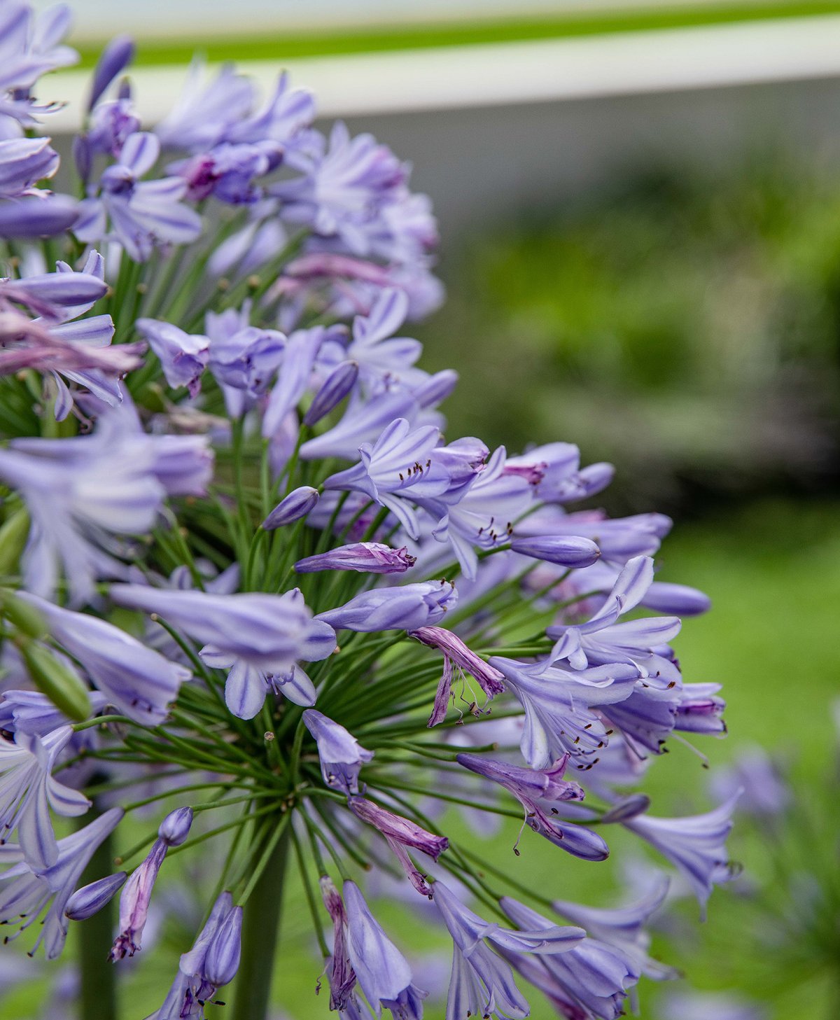 Qu’est-ce qu’une plante vivace et comment la choisir