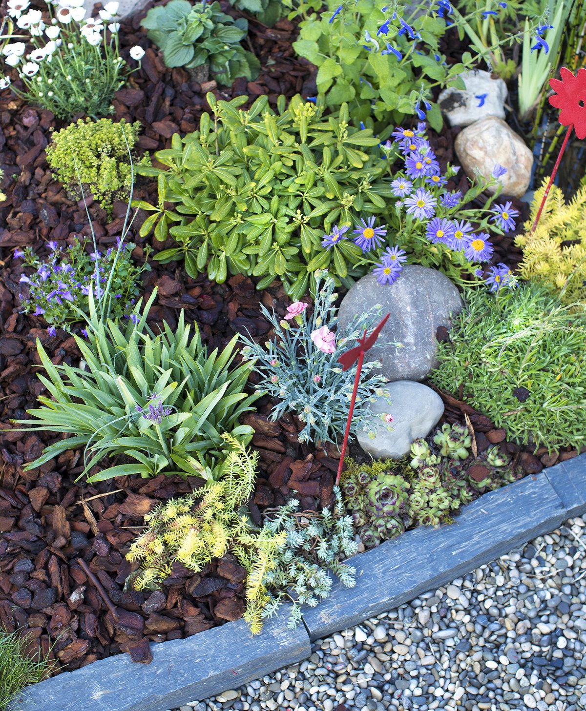 Qu’est-ce qu’une plante vivace et comment la choisir