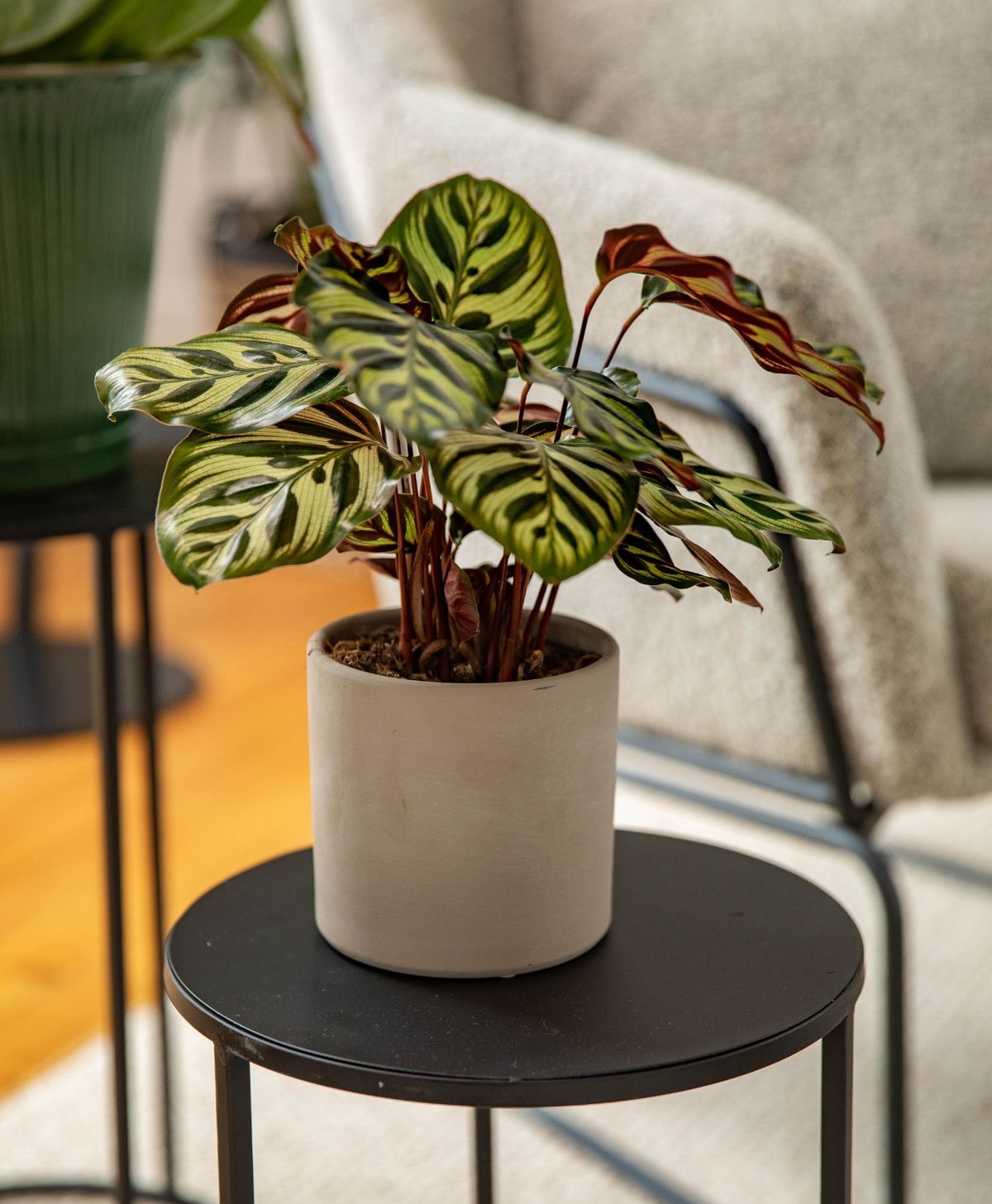 Comment bien entretenir un calathea
