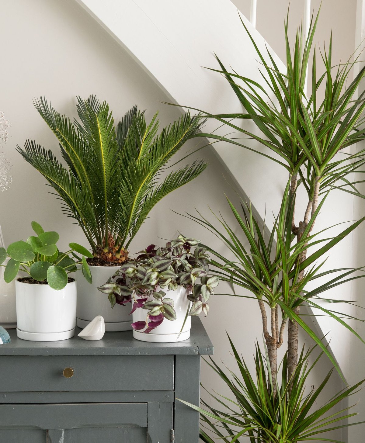 5 palmiers d'intérieur pour créer une oasis exotique à la maison