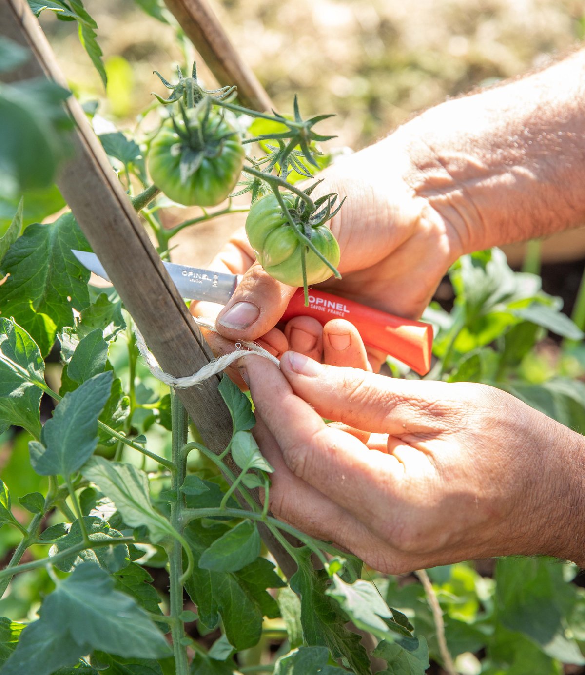 Les plants greffés de tomates : tous leurs avantages