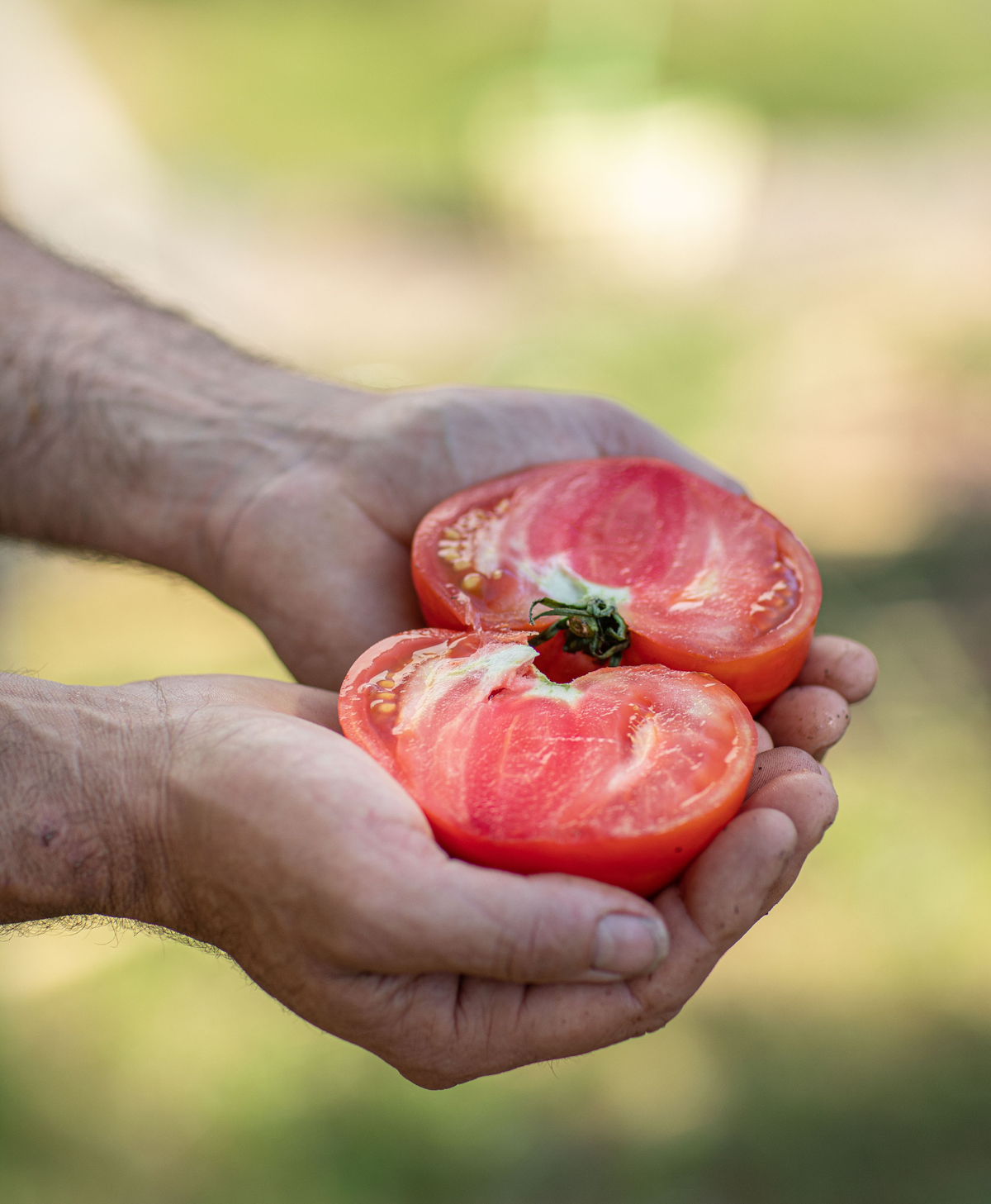 Les plants greffés de tomates : tous leurs avantages
