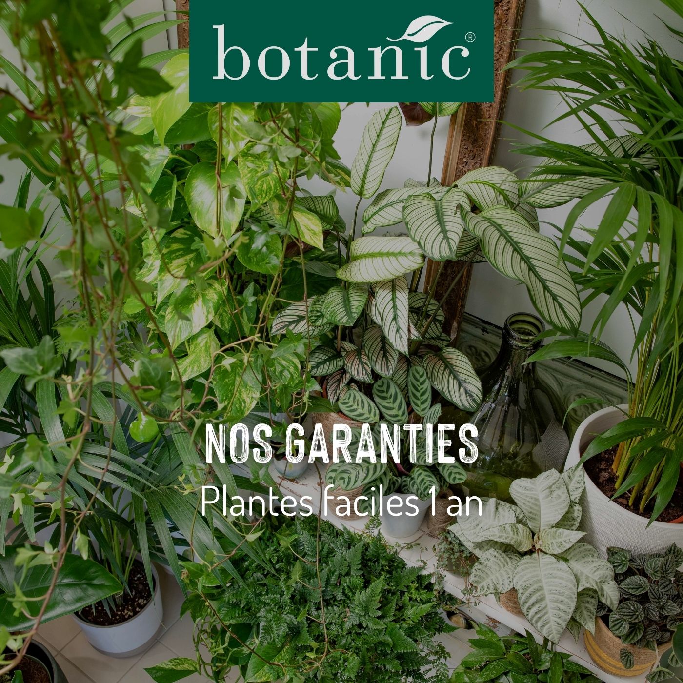 Zamioculcas botanic® pot 31 cm de diamètre