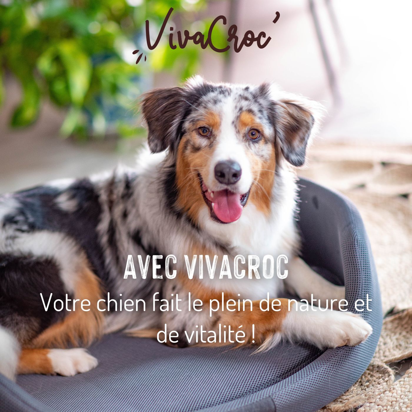 Croquettes pour chien maxi adulte au poulet VivaCroc – 12 kg
