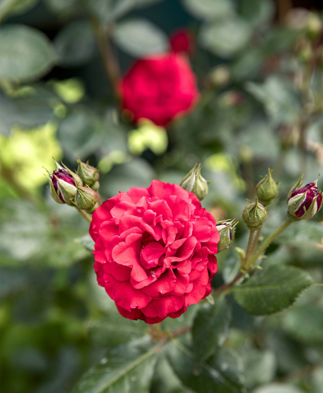 Comment planter et entretenir un rosier