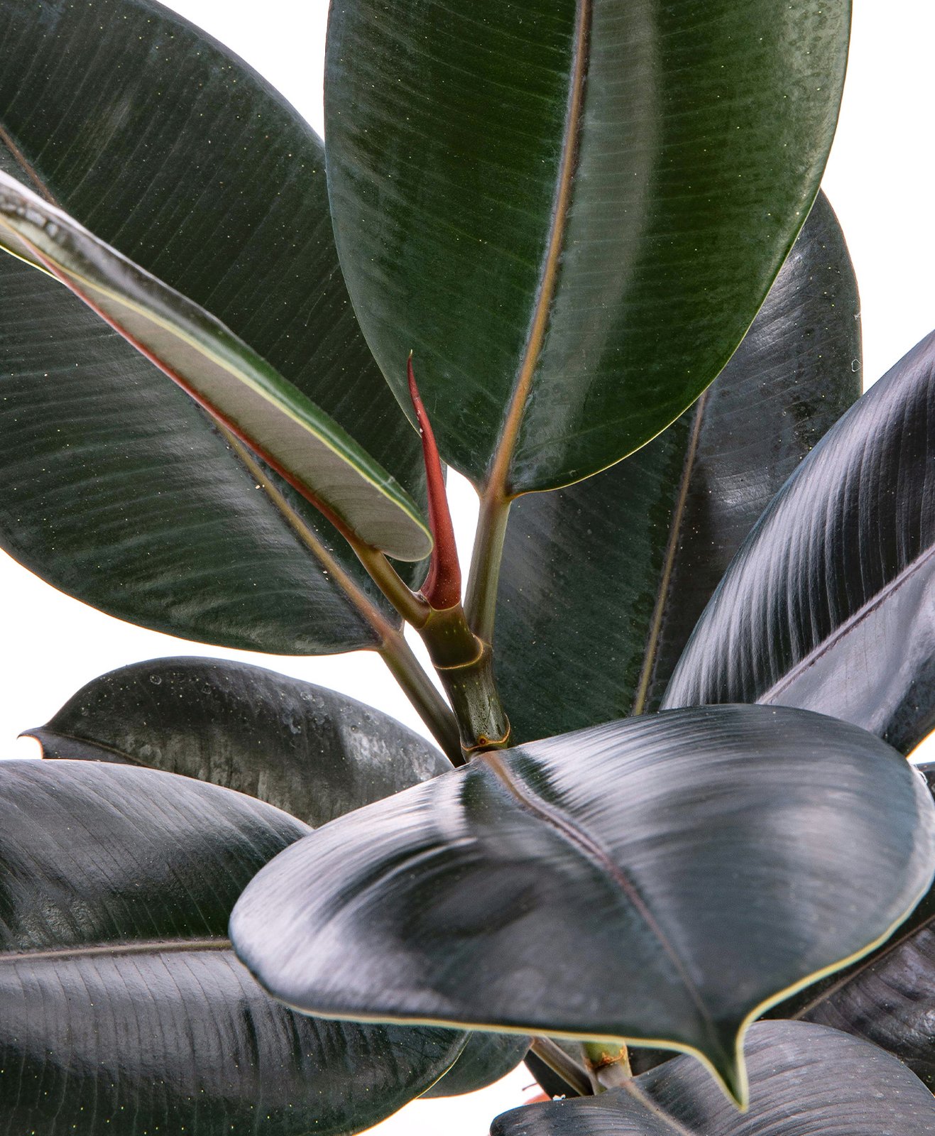 6 conseils pour bien entretenir votre ficus elastica