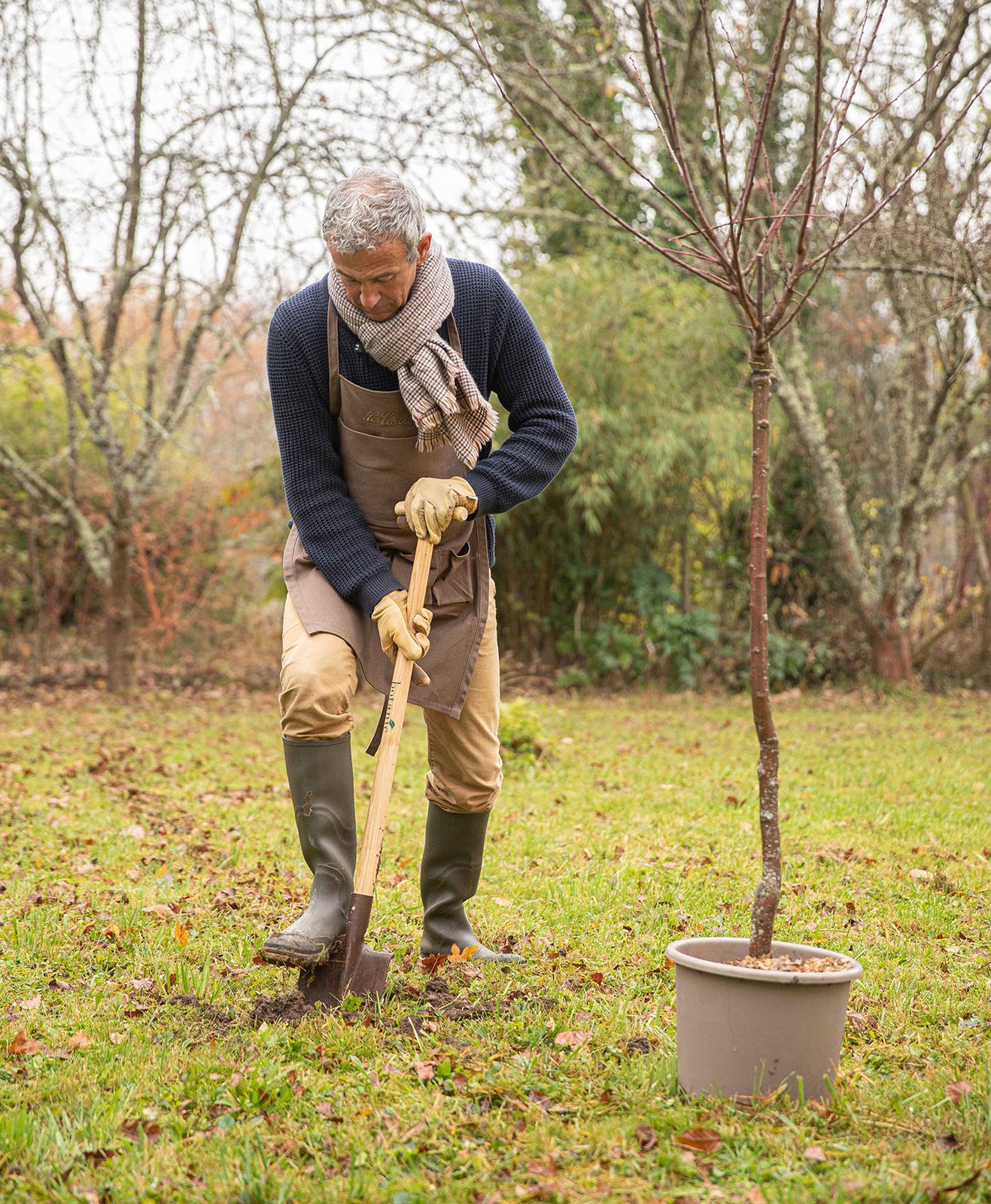 Comment planter et entretenir un abricotier