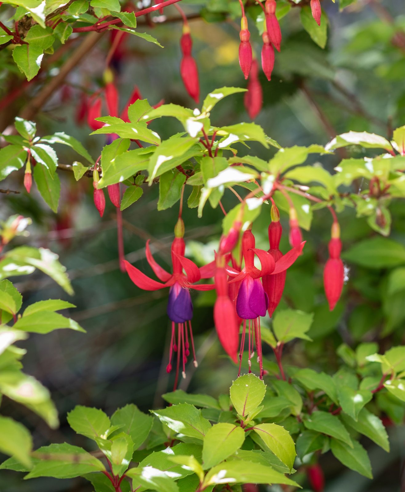 Comment planter et entretenir un fuchsia