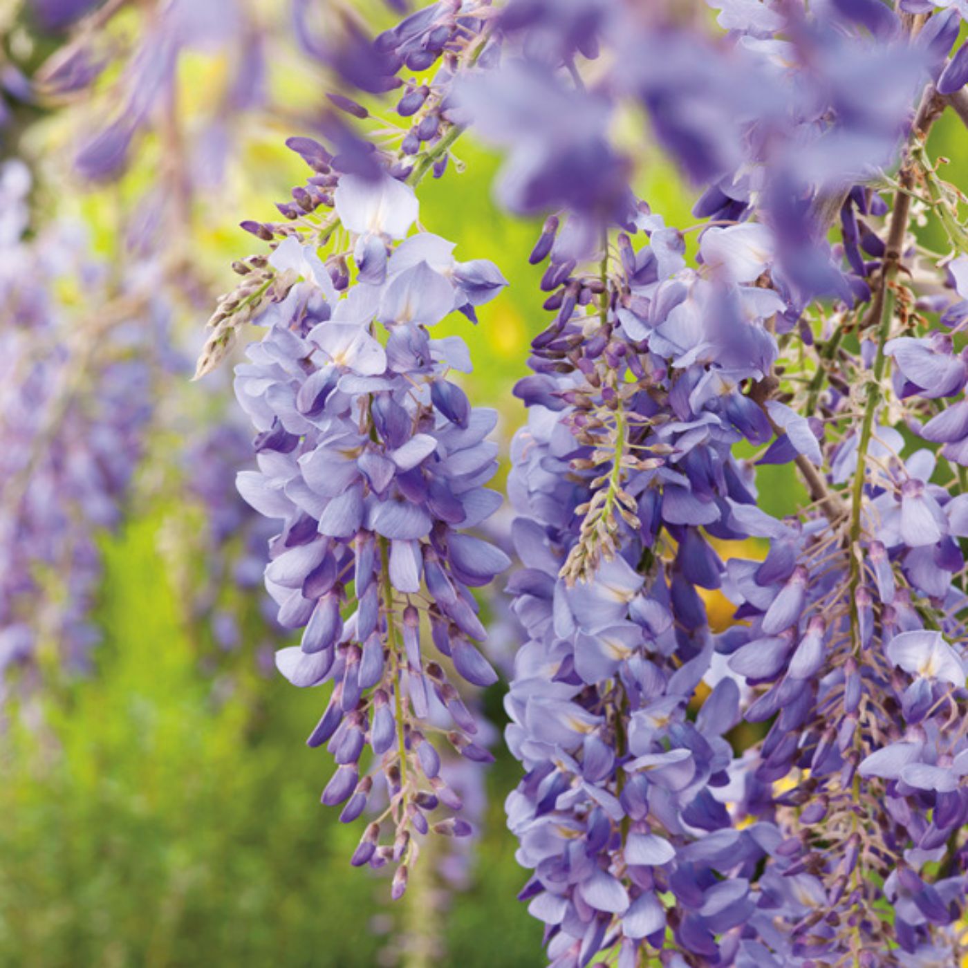 Où et comment planter une glycine
