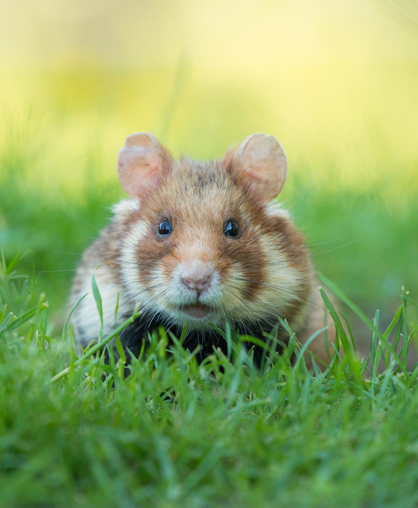 Accueillir un hamster : ce qu'il faut savoir Accueillir un hamster : ce qu'il faut savoir