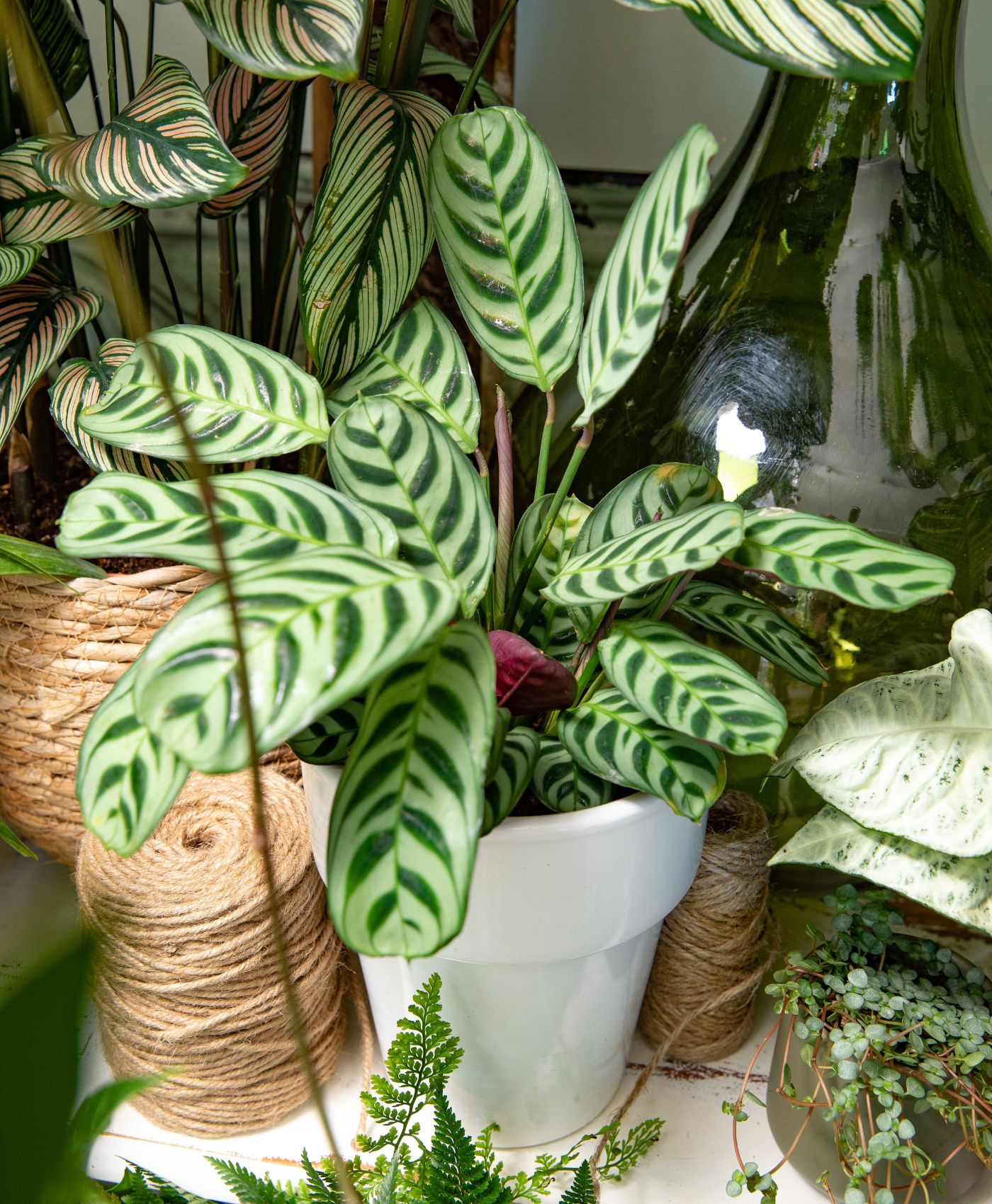 Comment bien entretenir un calathea
