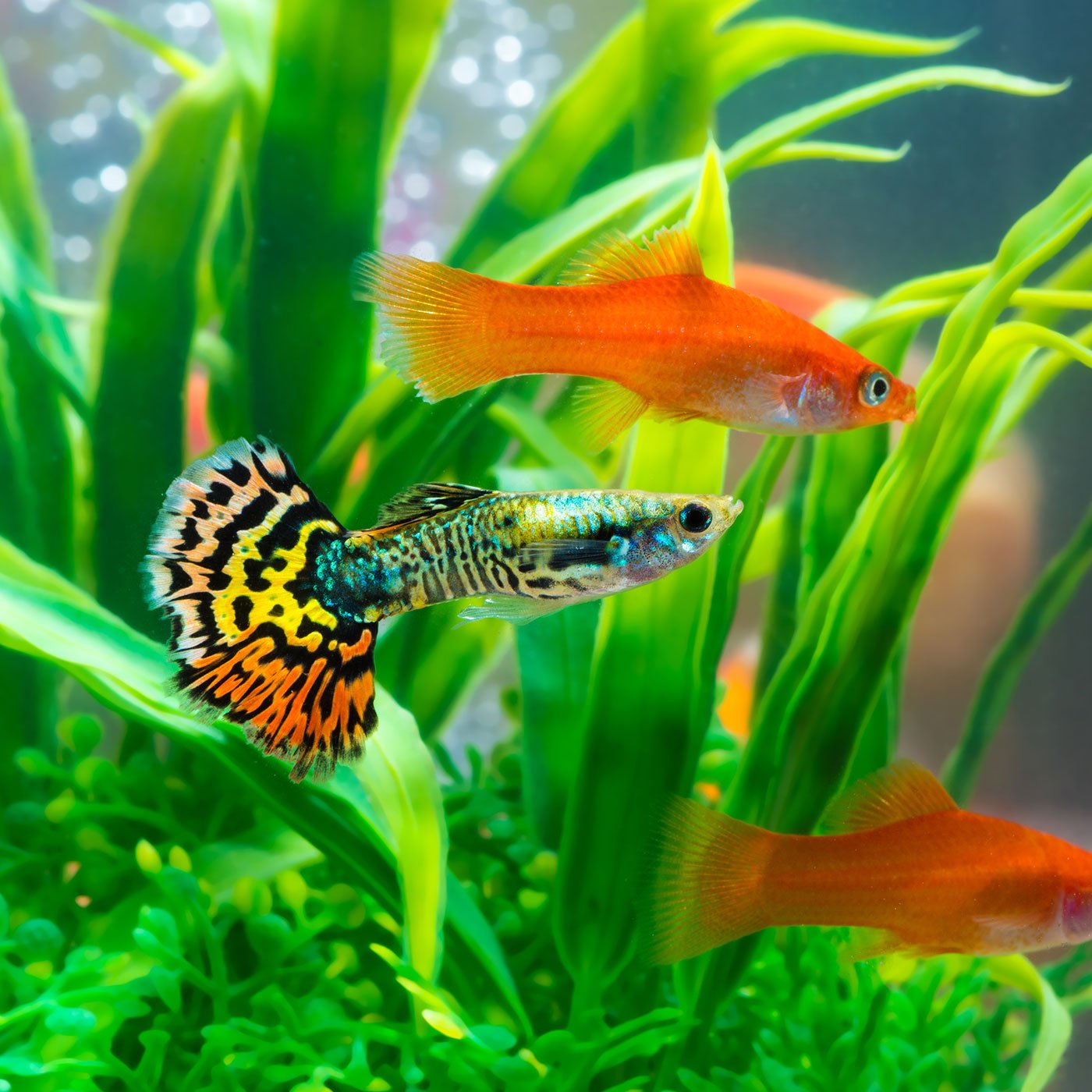 Le Club botanic® | botanic®