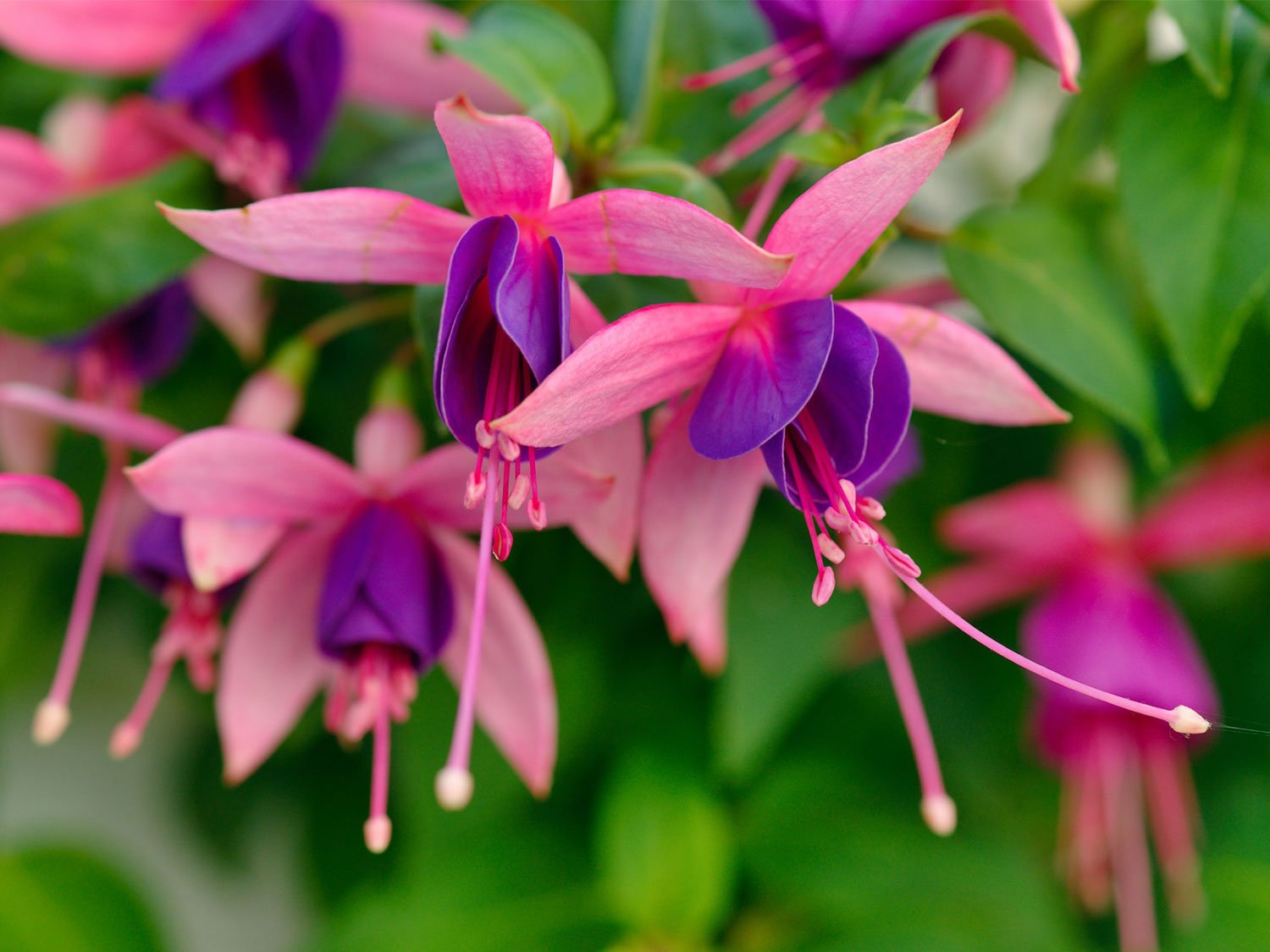 Comment planter et entretenir un fuchsia