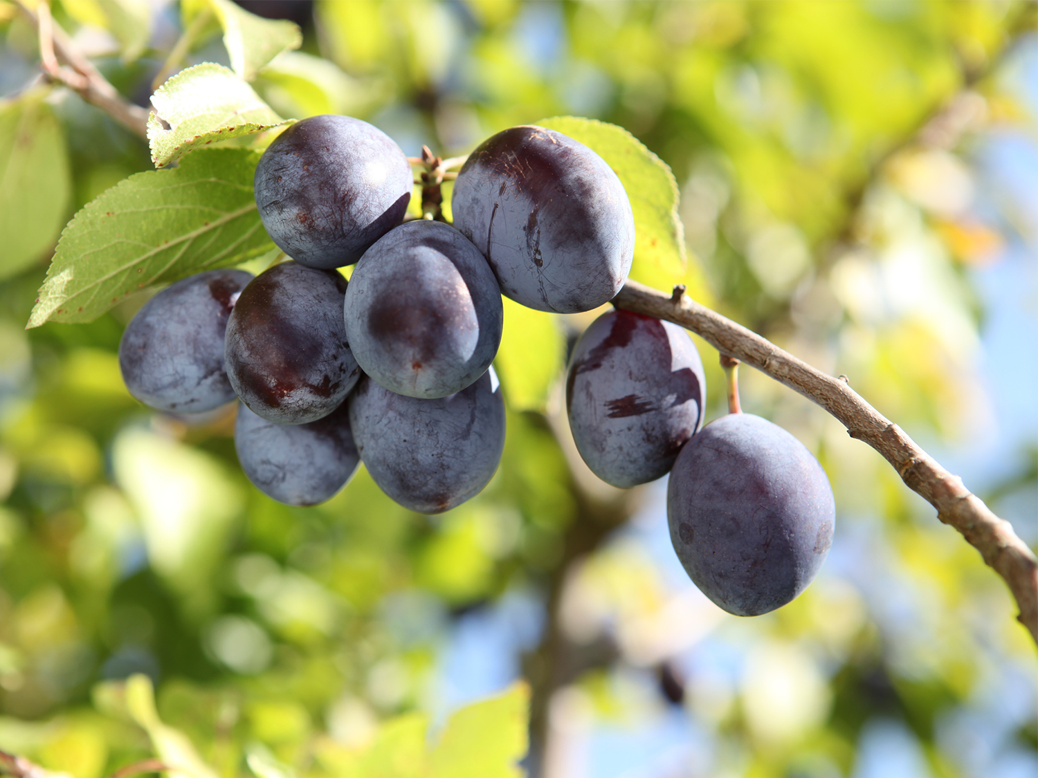 Planter et entretenir un prunier
