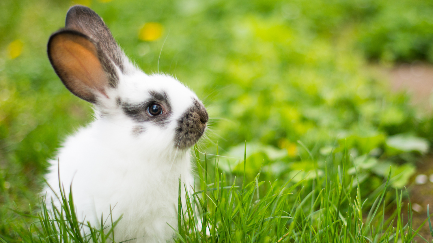 Lapins et rongeurs | botanic®