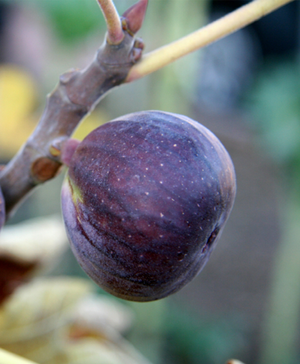 Planter et entretenir un figuier