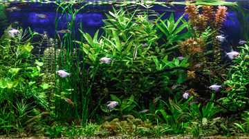 Poissons | botanic®