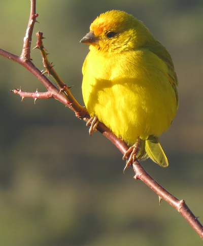 Tout savoir sur les canaris