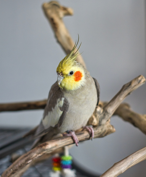 Tout savoir sur les perruches ondulée et calopsitte