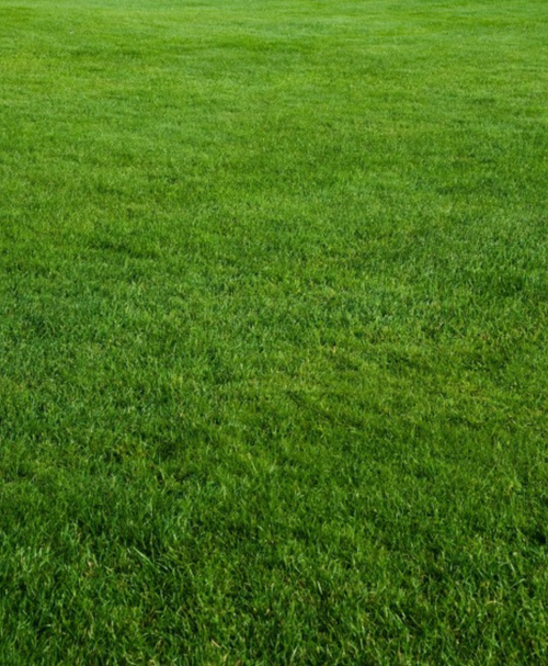 Quand semer son gazon