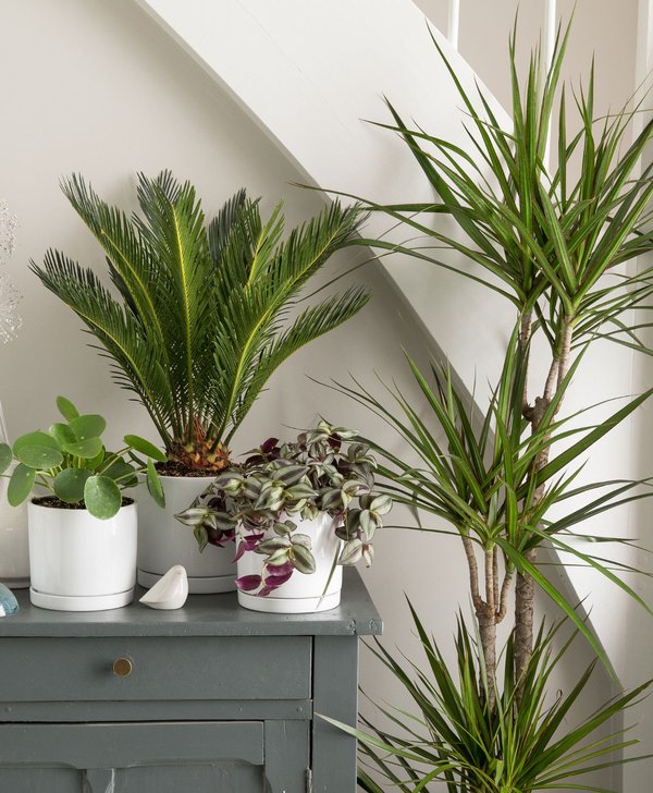 5 palmiers d'intérieur pour créer une oasis exotique à la maison