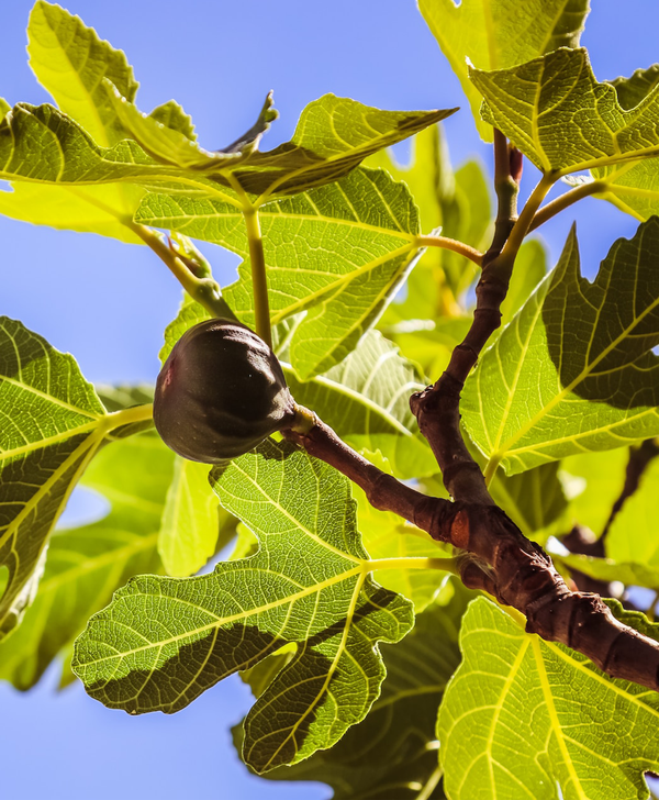 Planter et entretenir un figuier
