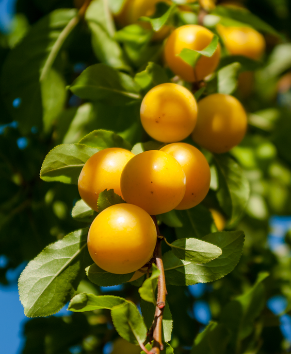 Planter et entretenir un prunier