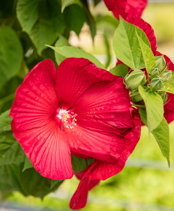 Comment planter et entretenir l'hibiscus
