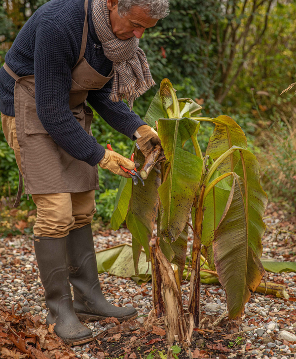 Comment planter et entretenir un bananier
