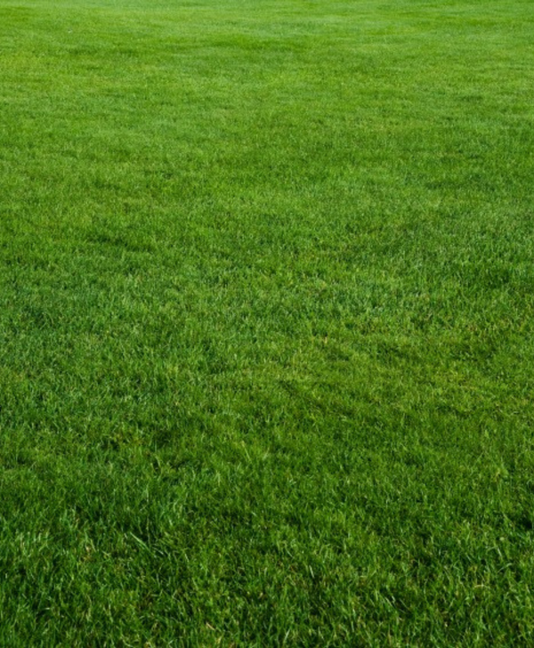 Quand semer son gazon