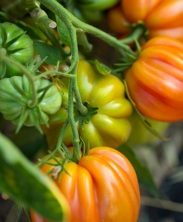 Les plants greffés de tomates : tous leurs avantages