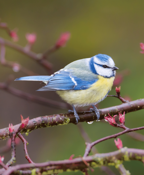 Mésange bleue : tout savoir sur ce joli passereau