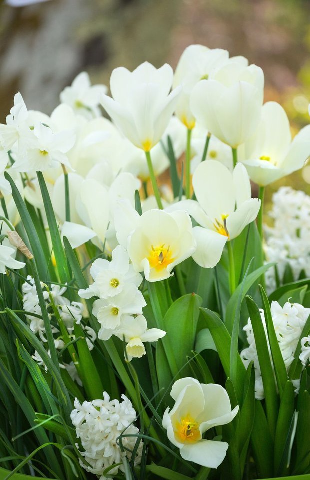 Le calendrier des fleurs & du jardin ornemental - Mars | botanic®