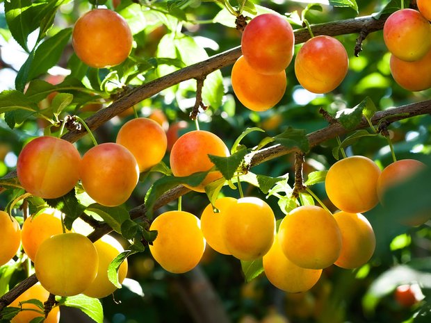 Comment planter et entretenir un abricotier